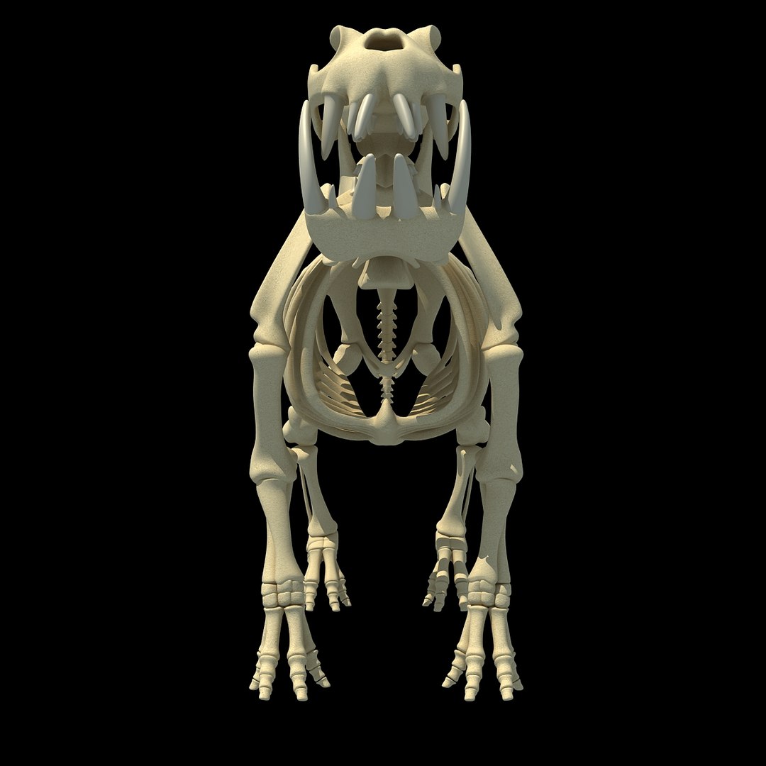 3dsmax Hippopotamus River Horse Skeleton