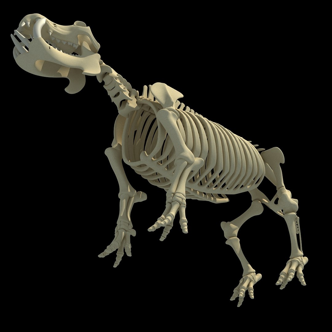 3dsmax Hippopotamus River Horse Skeleton