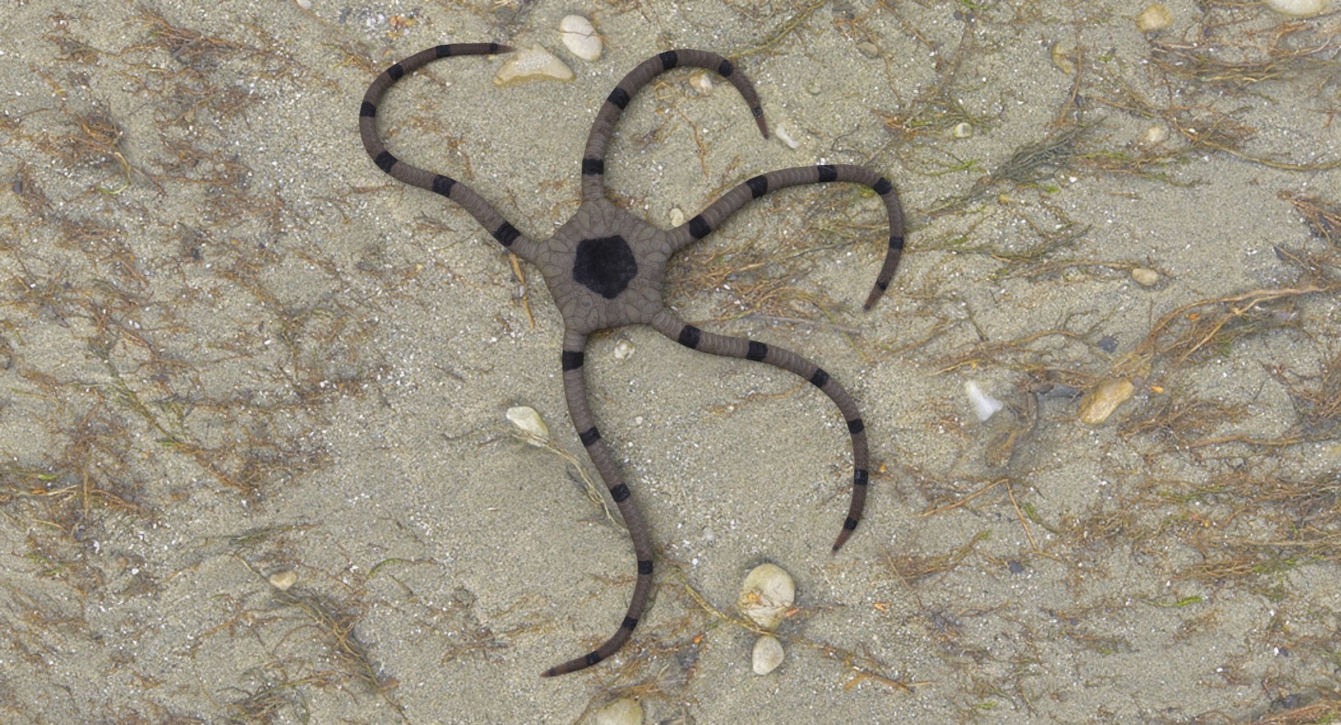 Serpent Starfish 3D Model - TurboSquid 1410530