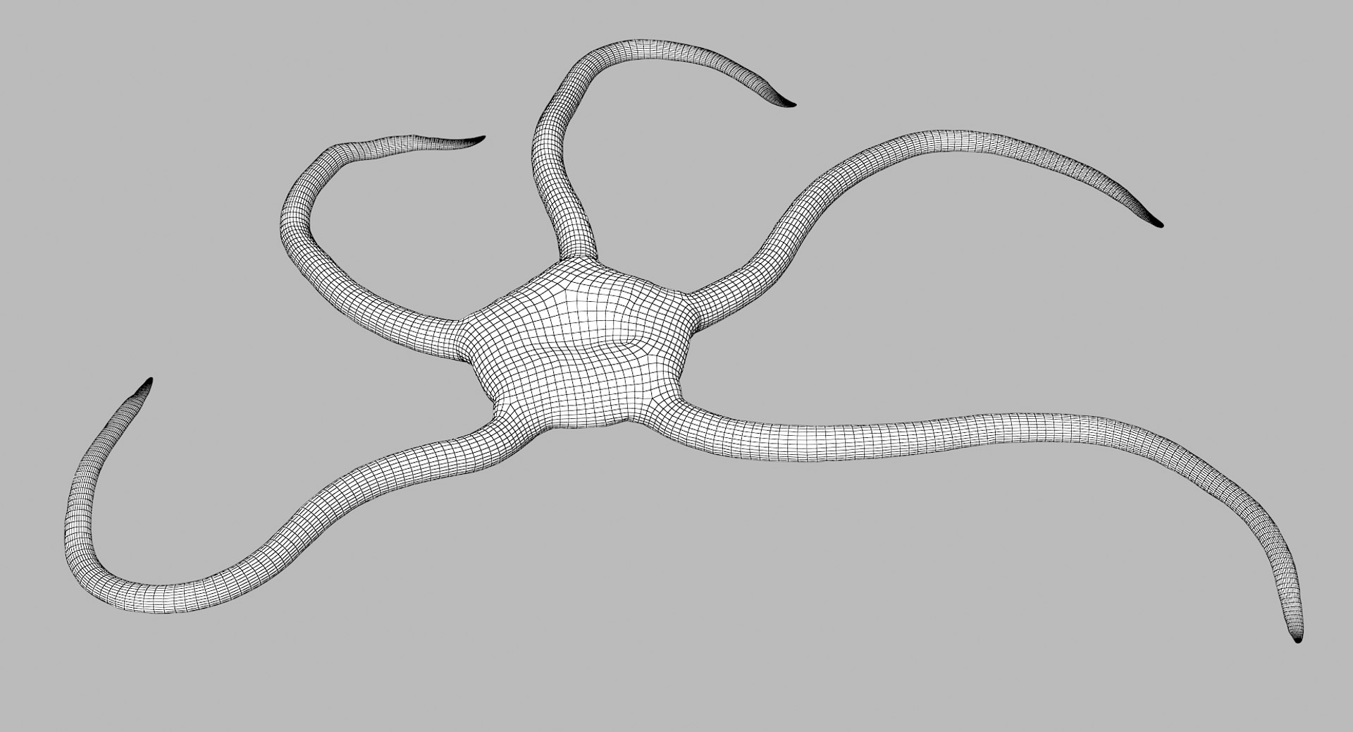 Serpent Starfish 3D Model - TurboSquid 1410530