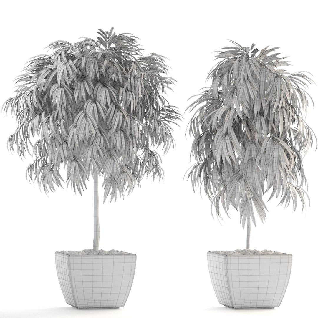 3D pot ficus alii model - TurboSquid 1270963