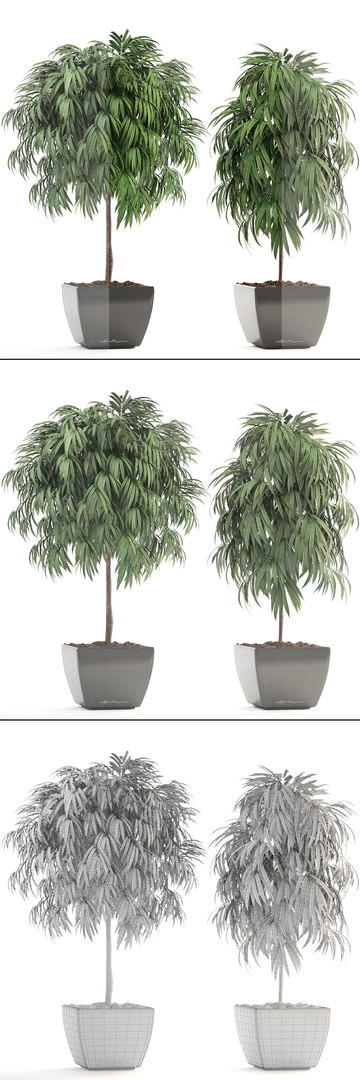 3D pot ficus alii model - TurboSquid 1270963