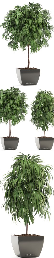 3D pot ficus alii model - TurboSquid 1270963