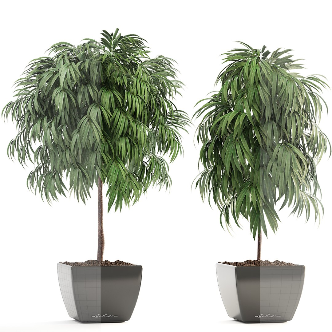 3D pot ficus alii model - TurboSquid 1270963
