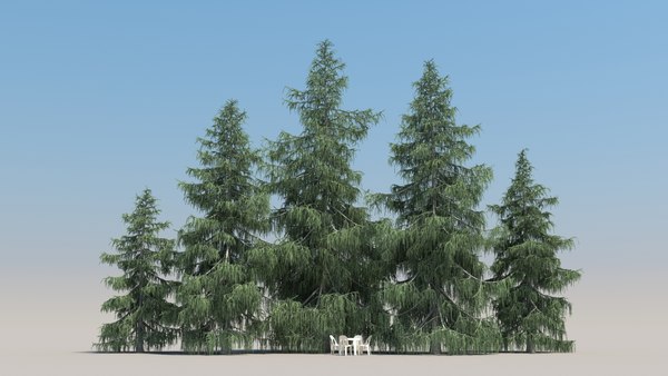 5 cedar tree 3D - TurboSquid 1583646