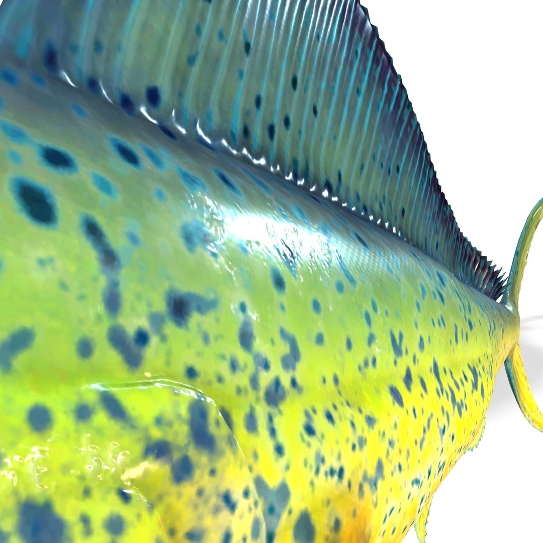DORADO FISH CORYPHAENA Hippurus OCEAN 3D Model - TurboSquid 2216914