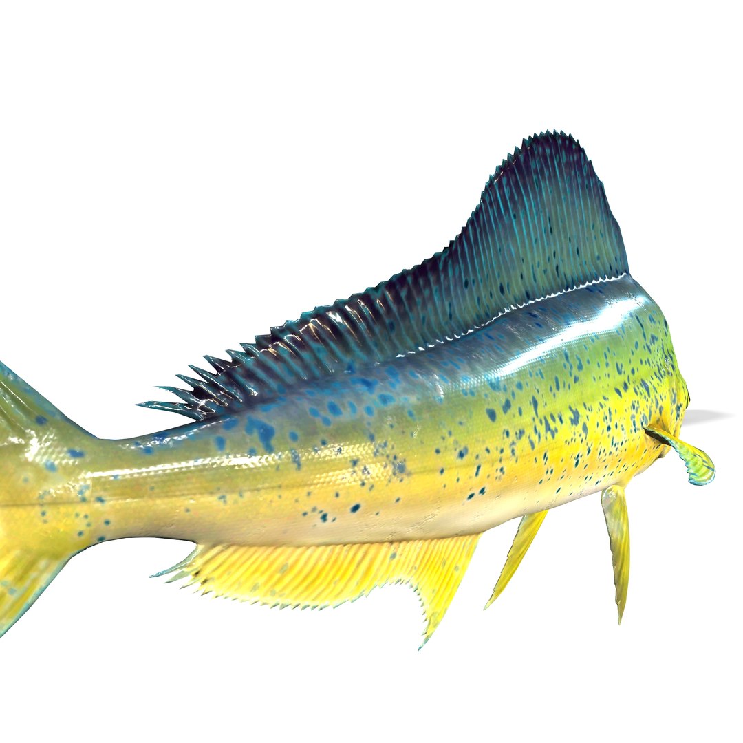 DORADO FISH CORYPHAENA Hippurus OCEAN 3D Model - TurboSquid 2216914