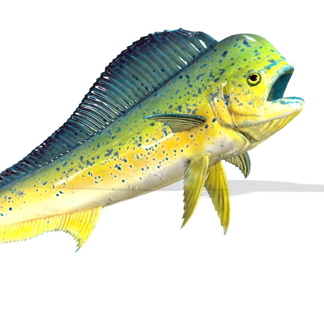 DORADO FISH CORYPHAENA Hippurus OCEAN 3D Model - TurboSquid 2216914