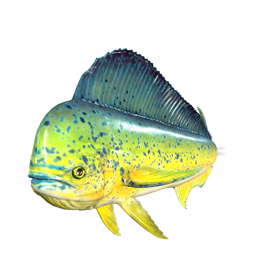 DORADO FISH CORYPHAENA Hippurus OCEAN 3D Model - TurboSquid 2216914