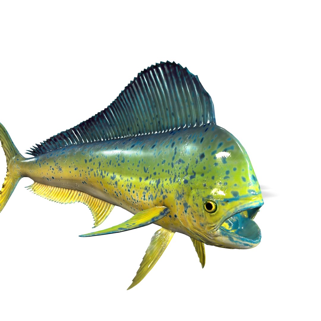DORADO FISH CORYPHAENA Hippurus OCEAN 3D Model - TurboSquid 2216914