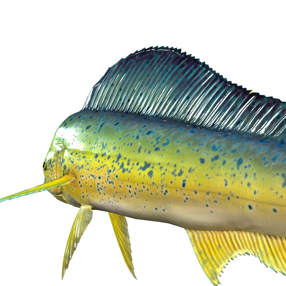DORADO FISH CORYPHAENA Hippurus OCEAN 3D Model - TurboSquid 2216914