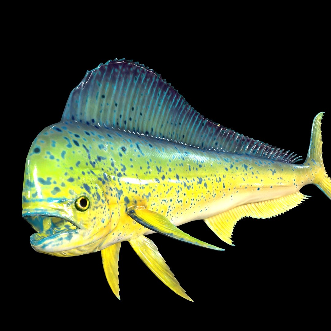 DORADO FISH CORYPHAENA Hippurus OCEAN 3D Model - TurboSquid 2216914