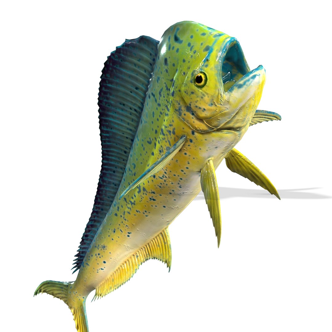 DORADO FISH CORYPHAENA Hippurus OCEAN 3D Model - TurboSquid 2216914