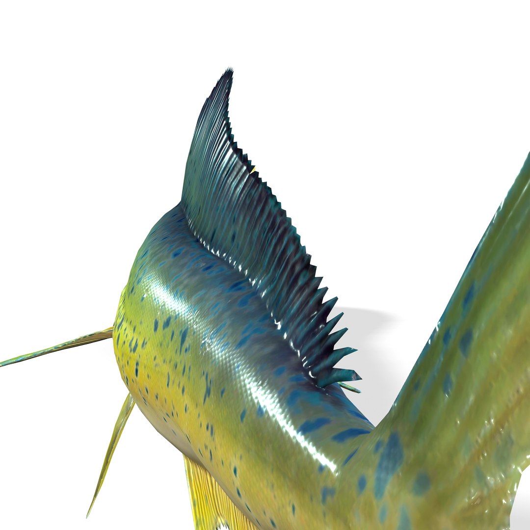DORADO FISH CORYPHAENA Hippurus OCEAN 3D Model - TurboSquid 2216914