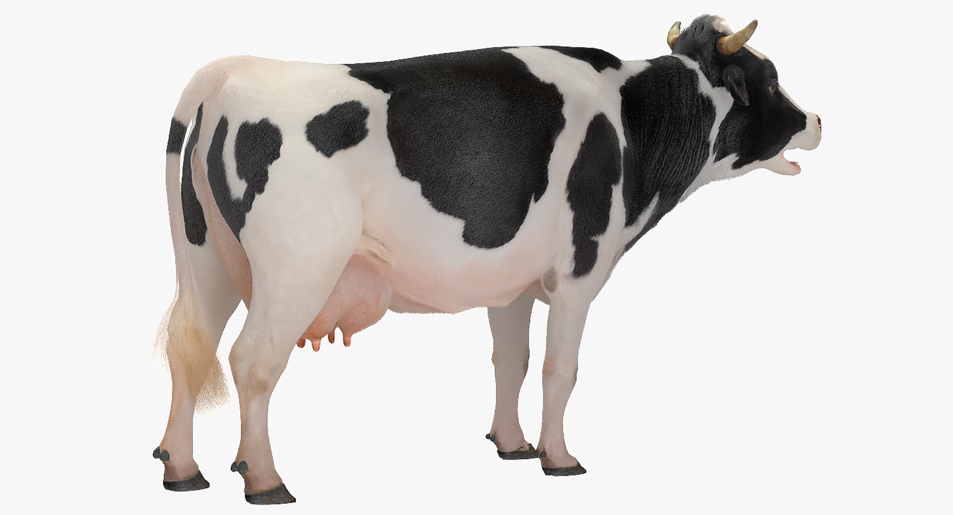 Cow Mooing Farm Animal 3D Model - TurboSquid 1564280