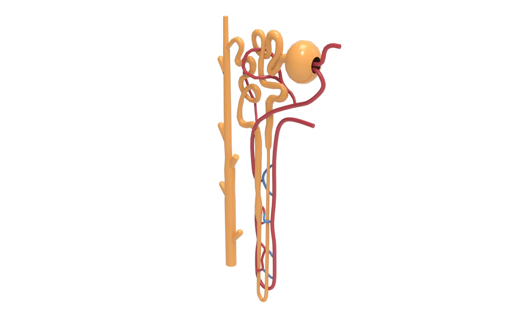 Nephron 3D Model - TurboSquid 2139781