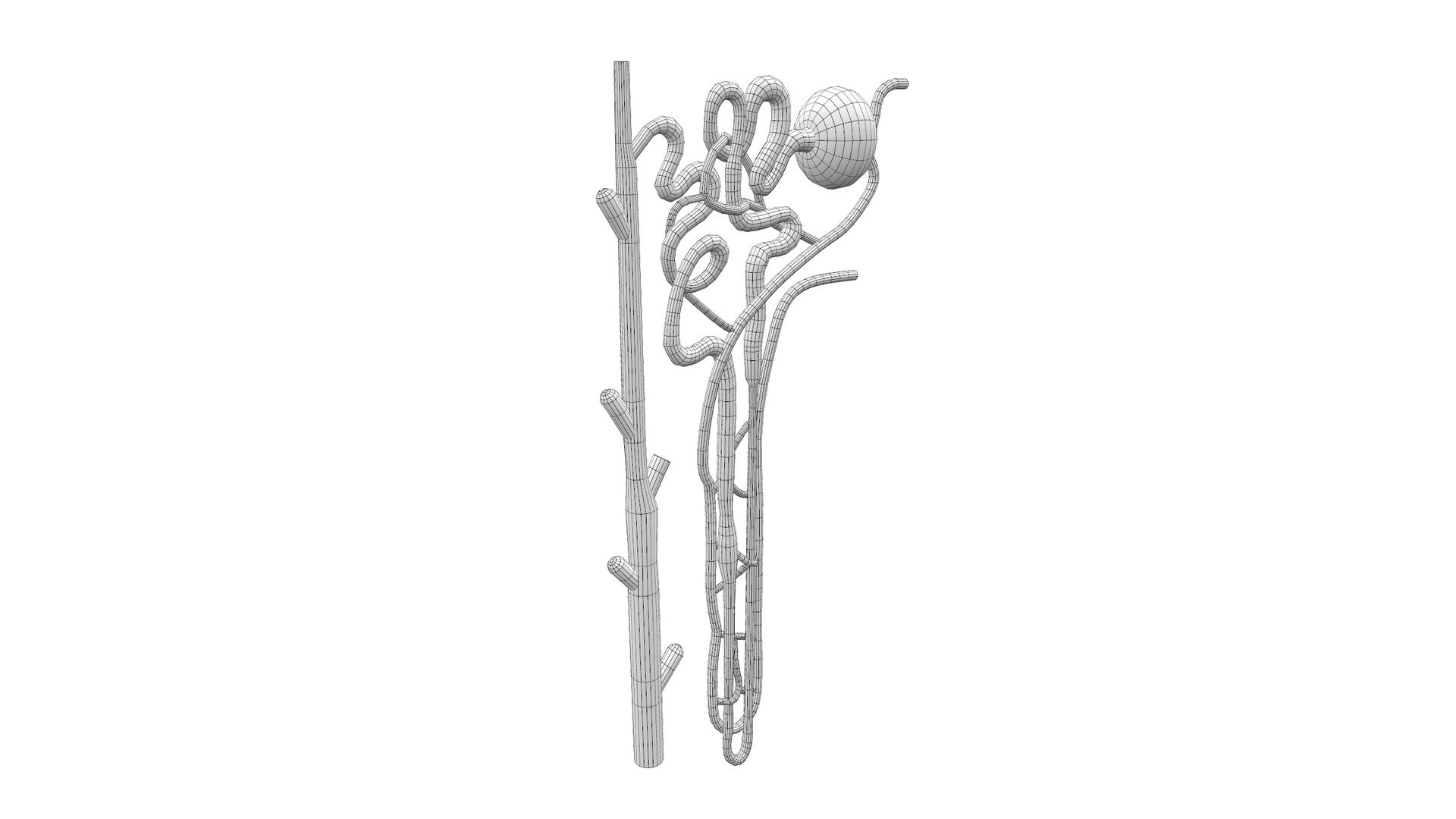 Nephron 3D Model - TurboSquid 2139781