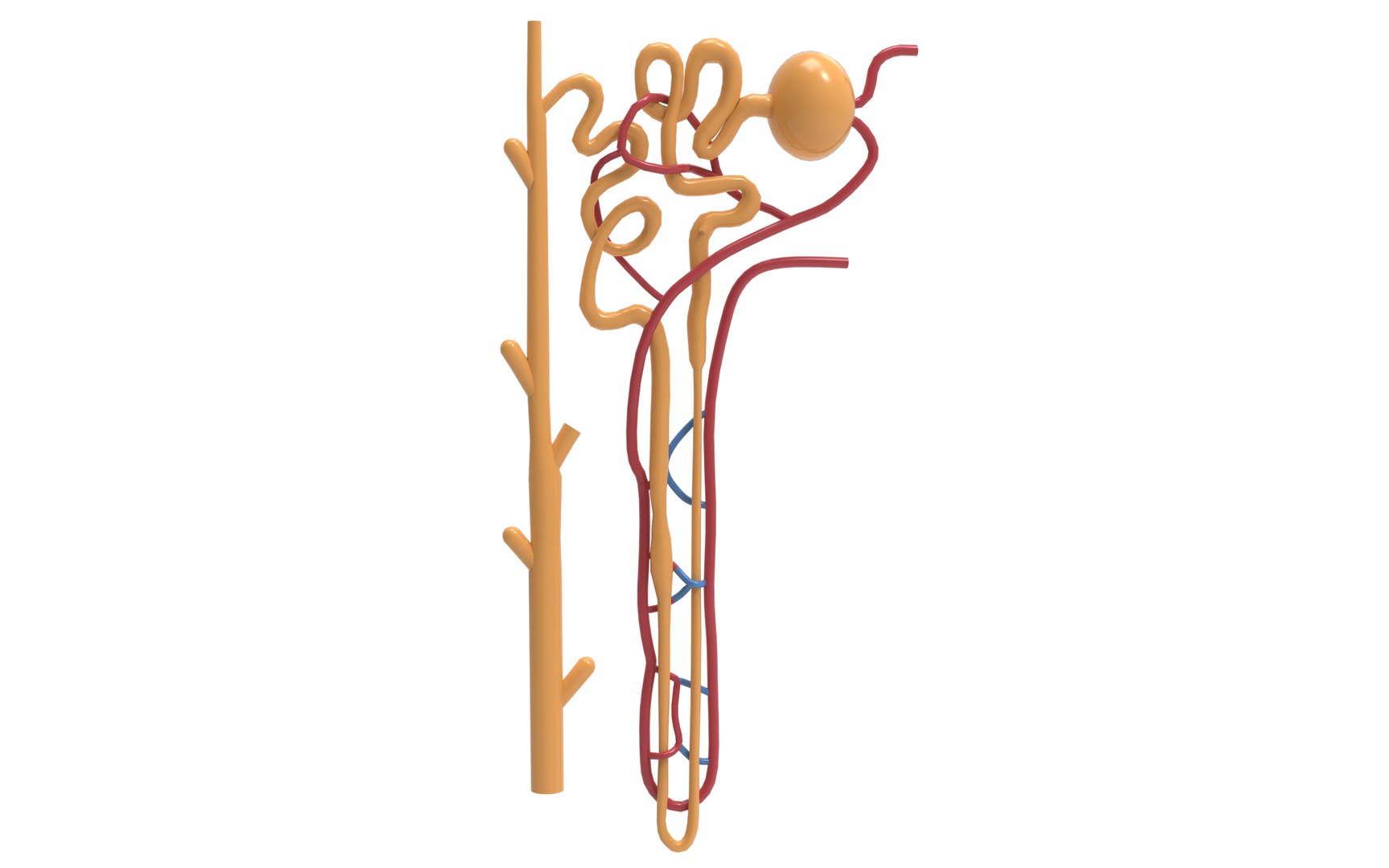 Nephron 3D Model - TurboSquid 2139781