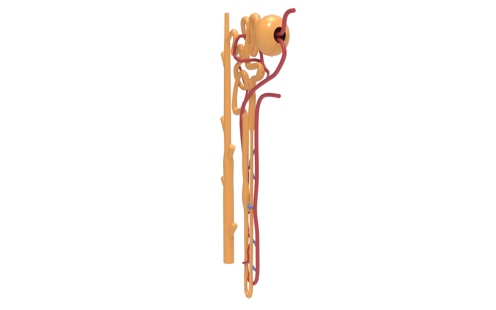 Nephron 3D Model - TurboSquid 2139781