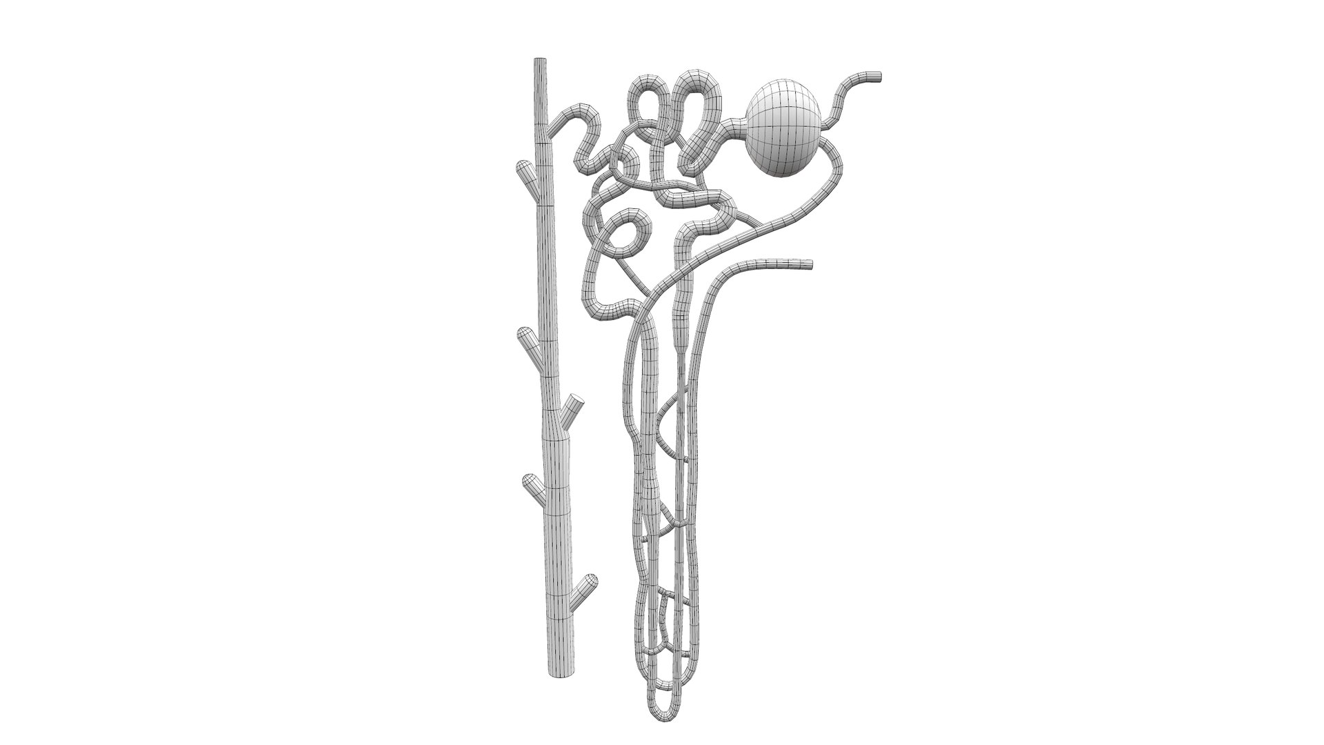 Nephron 3D Model - TurboSquid 2139781