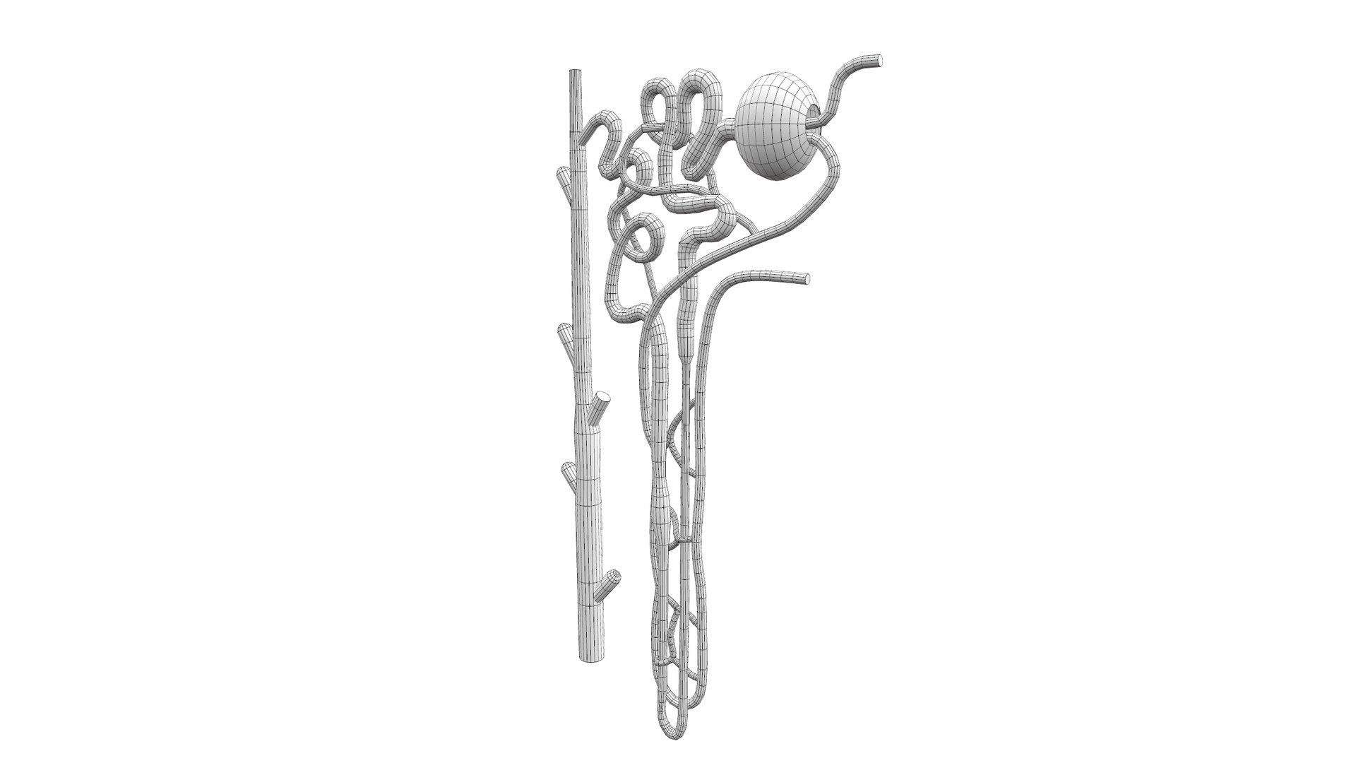 Nephron 3D Model - TurboSquid 2139781