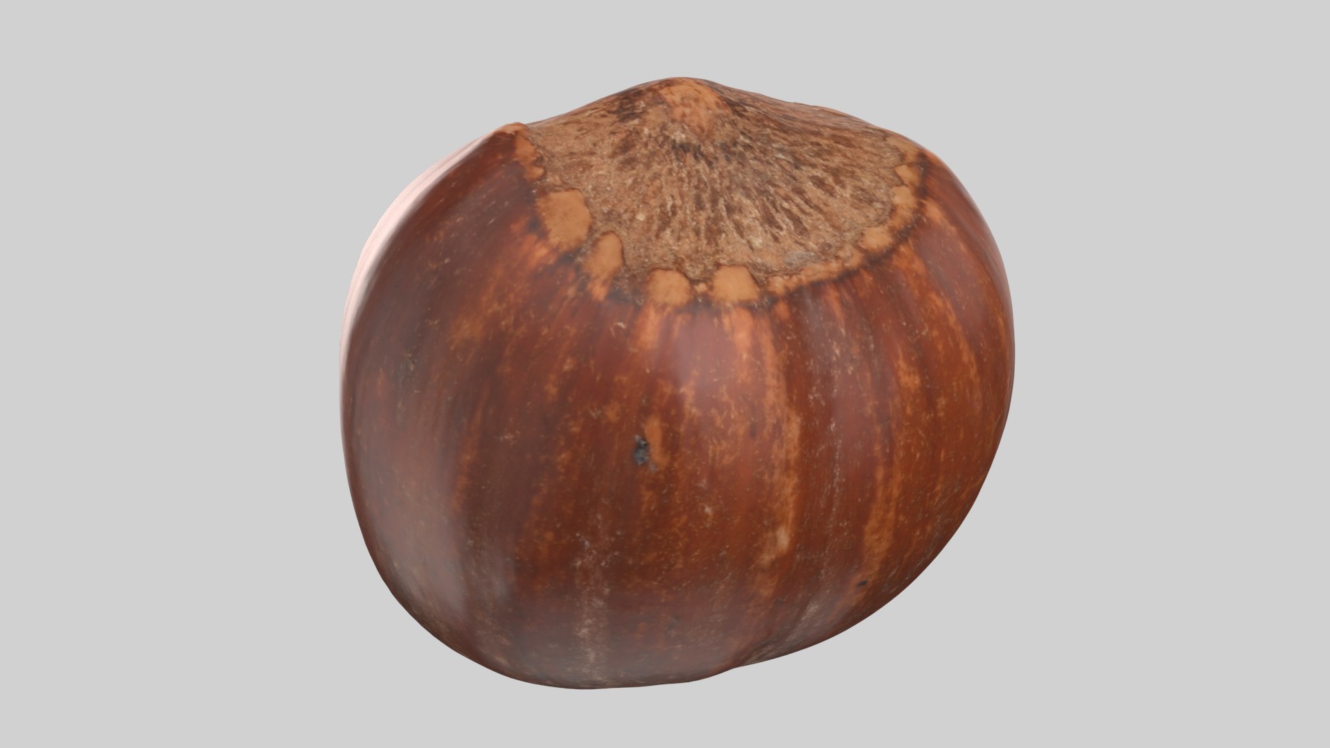 Hazelnut 3D Model - TurboSquid 1828886