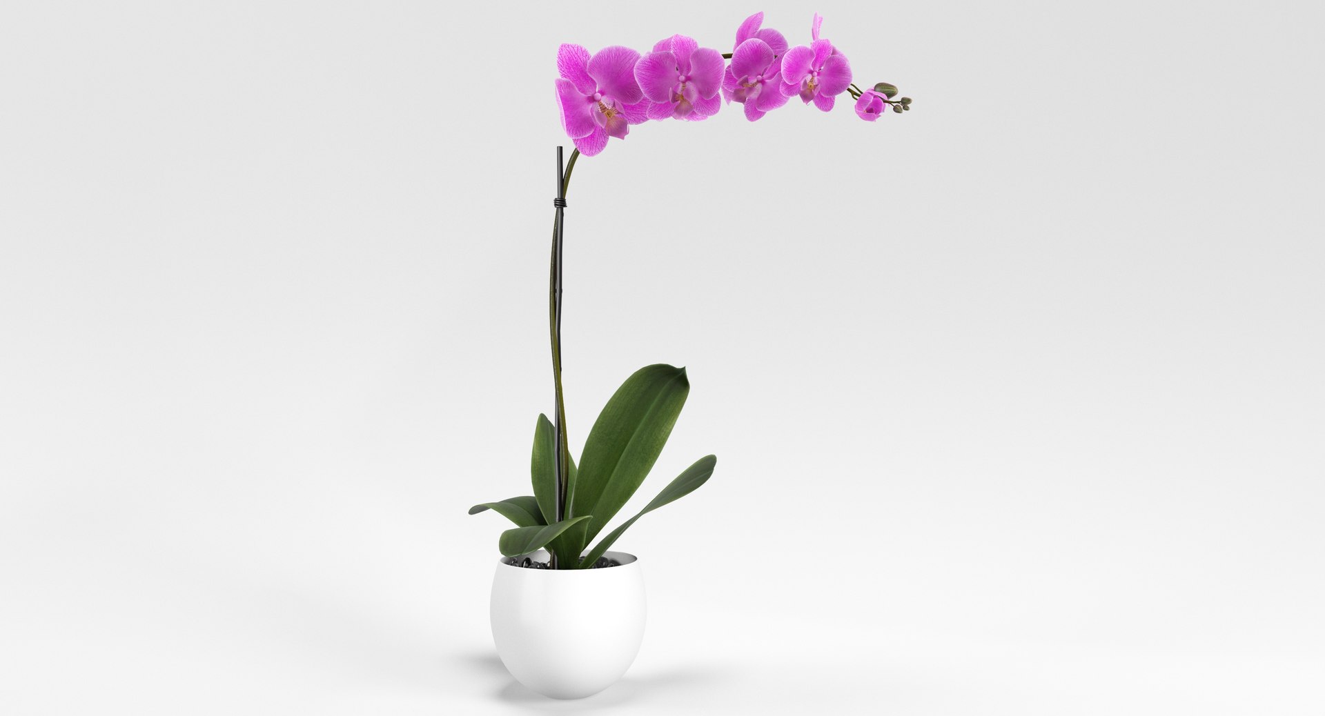 3D Orchid - TurboSquid 1386026