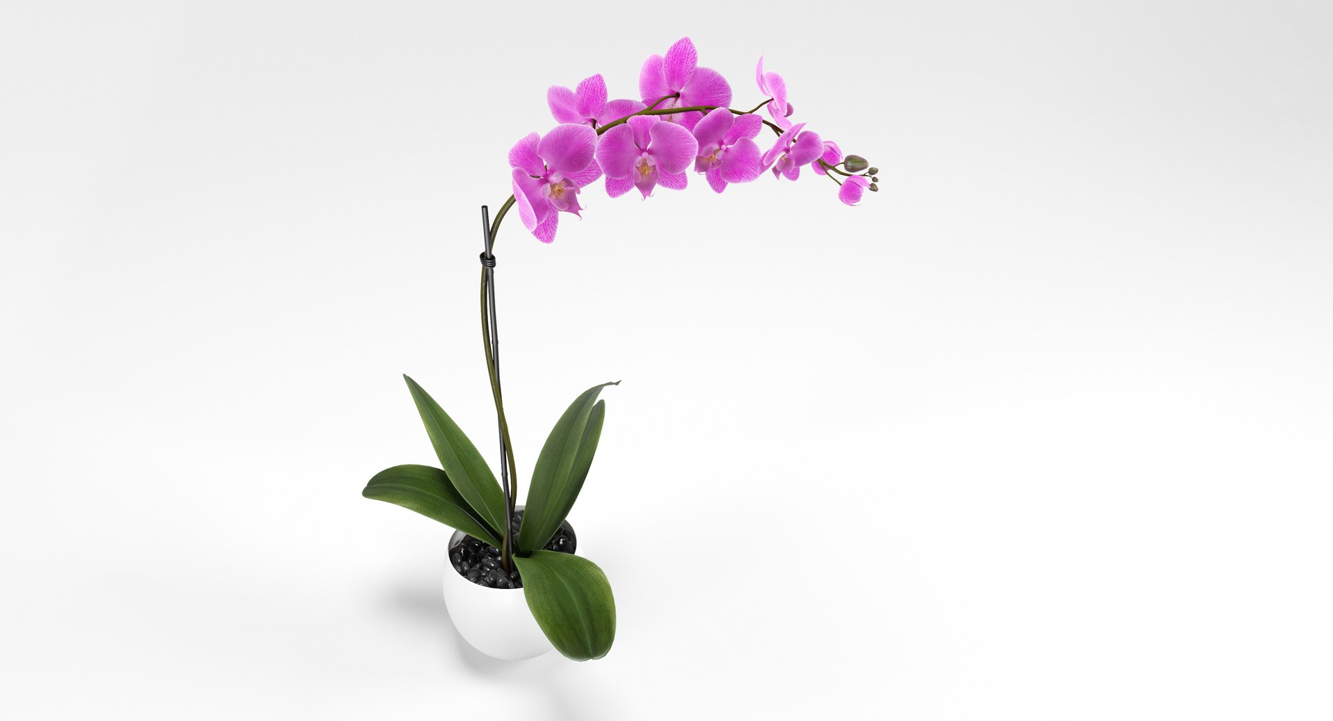 3D Orchid - TurboSquid 1386026