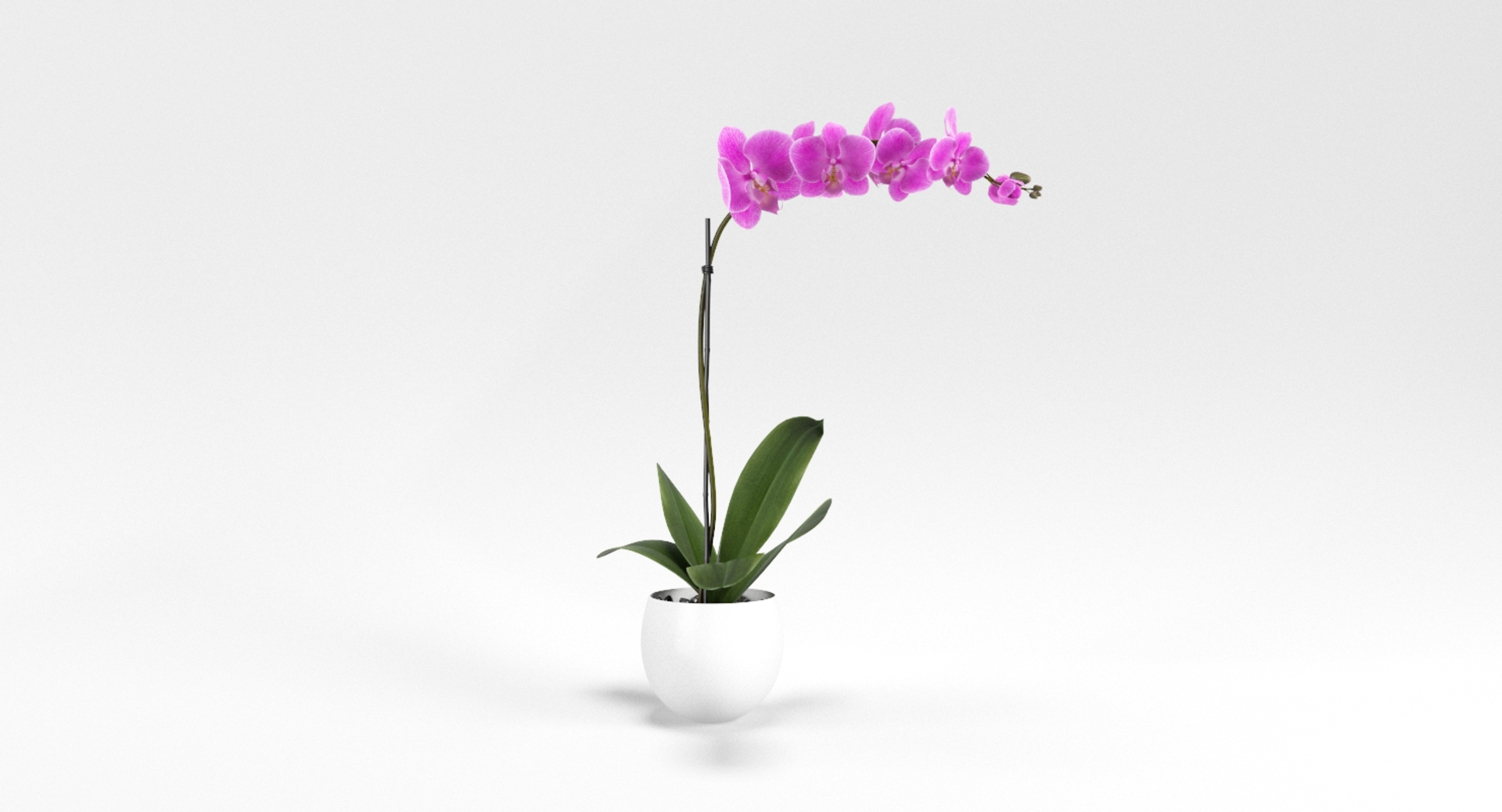 3D Orchid - TurboSquid 1386026