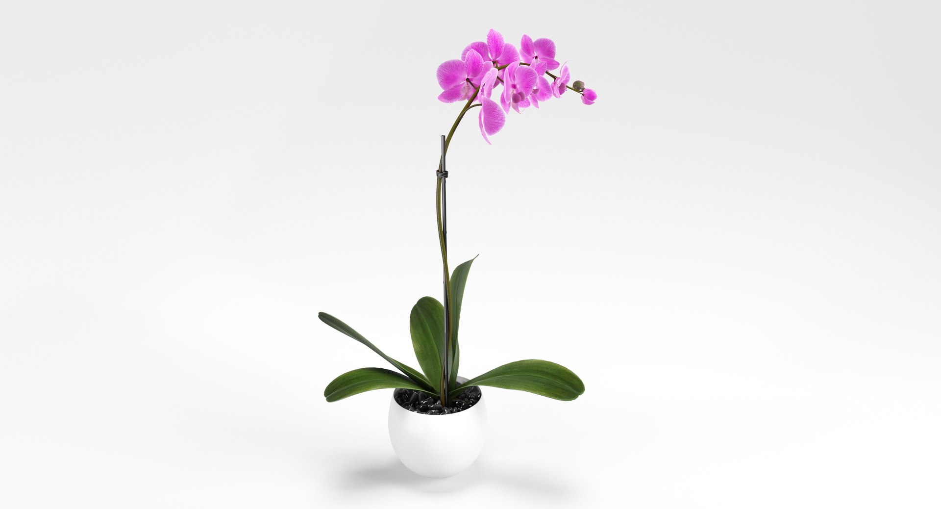 3D Orchid - TurboSquid 1386026