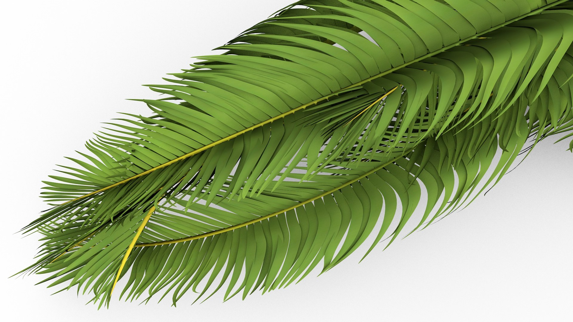 Palm Leaves 3D Model - TurboSquid 1508600