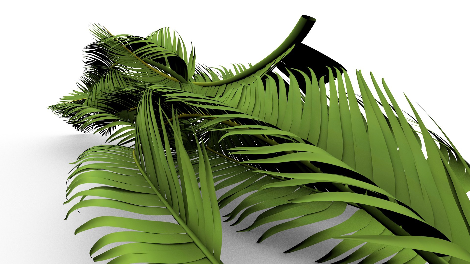 Palm Leaves 3D Model - TurboSquid 1508600
