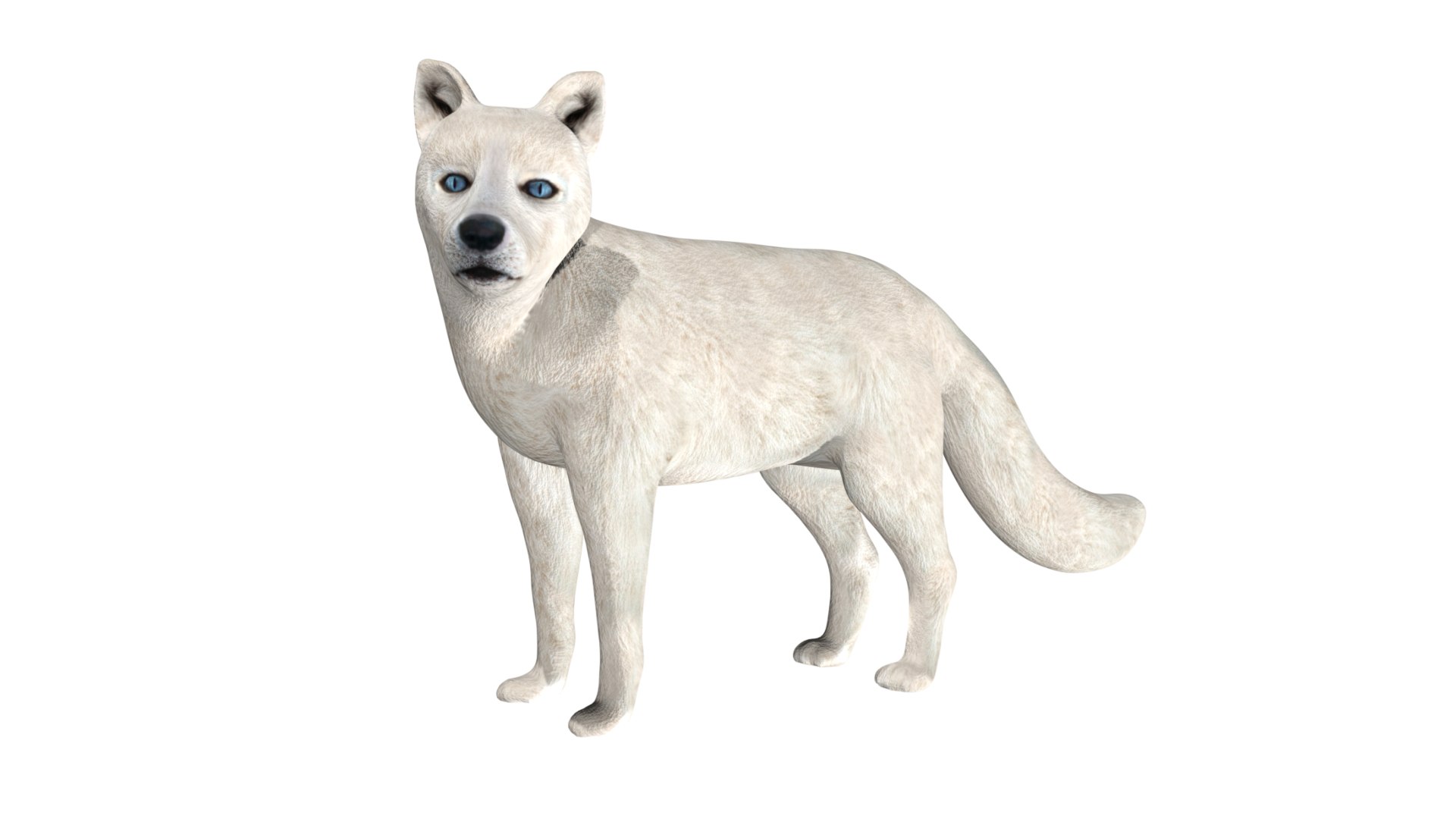 3D Rigged Low Poly Arctic Fox - TurboSquid 1755004