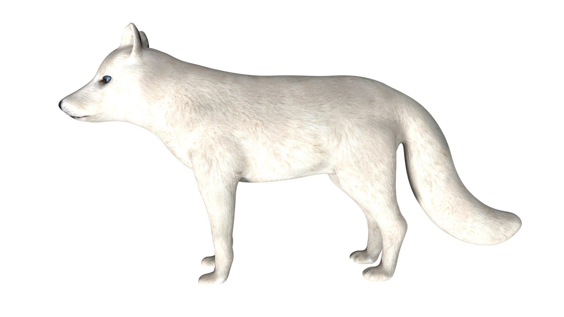 3D Rigged Low Poly Arctic Fox - TurboSquid 1755004
