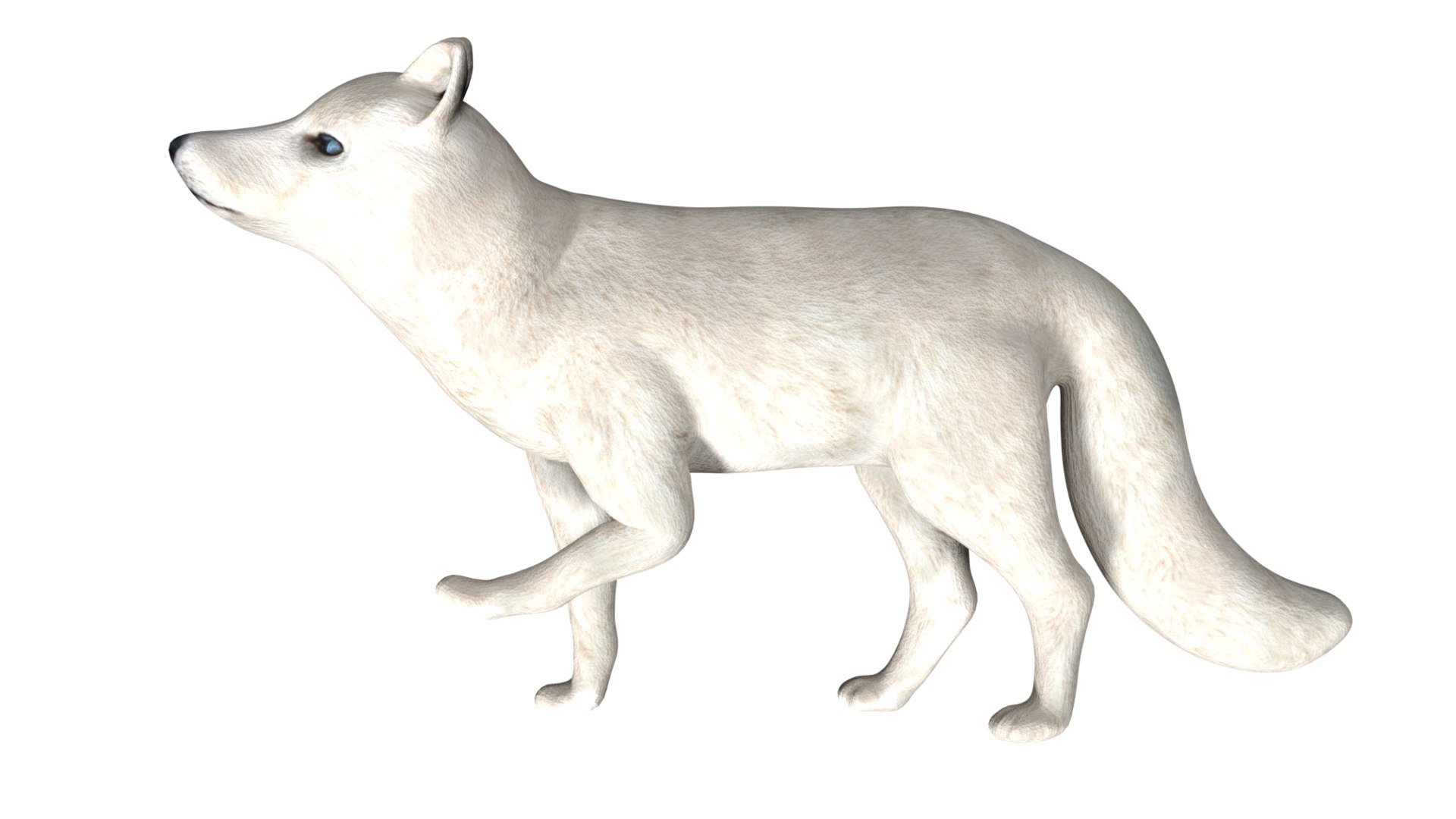 3D Rigged Low Poly Arctic Fox - TurboSquid 1755004