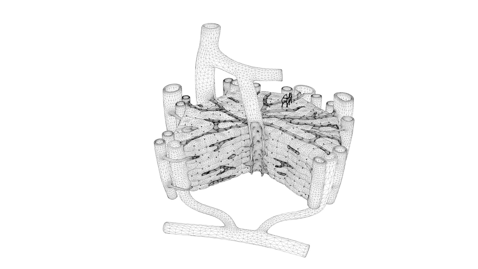 Microscopic Anatomy Of Liver Model - TurboSquid 2138897