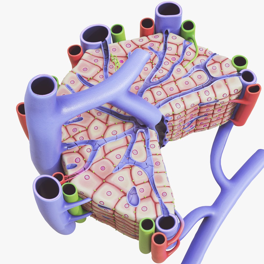 Microscopic Anatomy Of Liver Model - TurboSquid 2138897