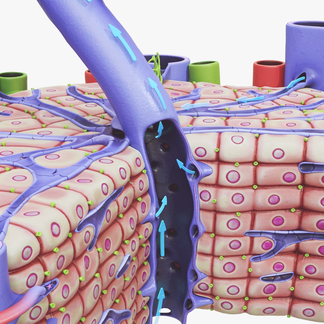 Microscopic Anatomy Of Liver Model - TurboSquid 2138897