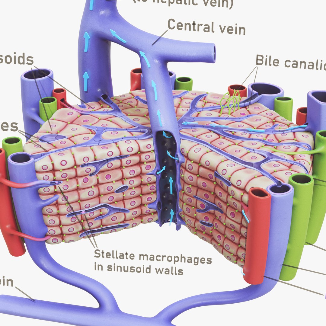 Microscopic Anatomy Of Liver Model - TurboSquid 2138897 Microscopic Anatomy Of Liver Model - TurboSquid 2138897