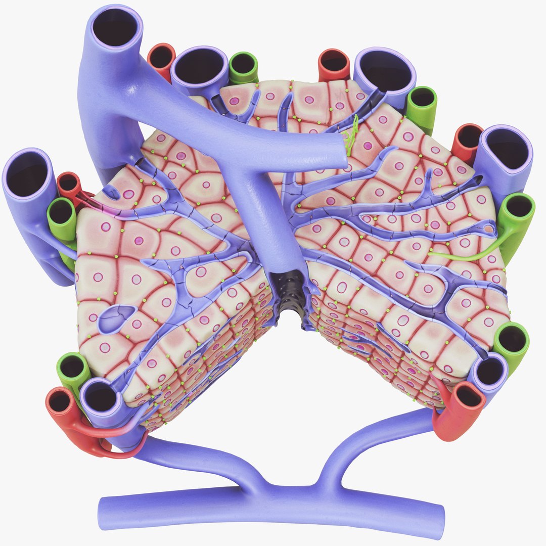 Microscopic Anatomy Of Liver Model - TurboSquid 2138897