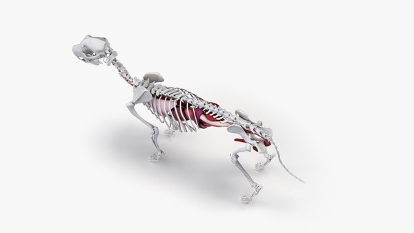 Full Dog Anatomy Maya Animated 3D - TurboSquid 1731886