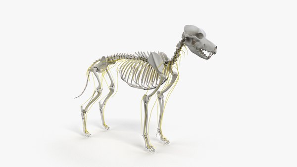 Full Dog Anatomy Maya Animated 3D - TurboSquid 1731886
