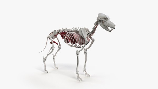 Full Dog Anatomy Maya Animated 3D - TurboSquid 1731886