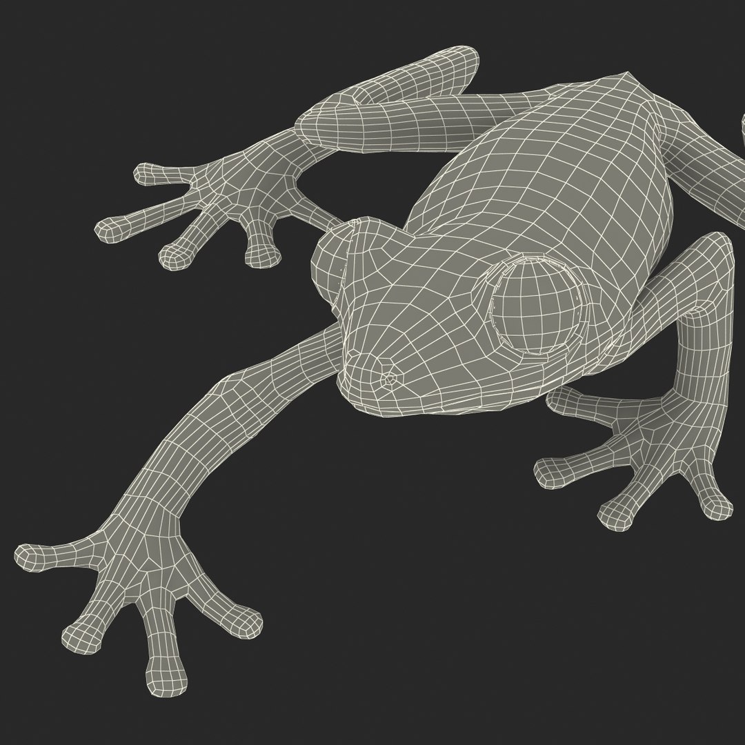 Red Eyed Tree Frog 3d Model