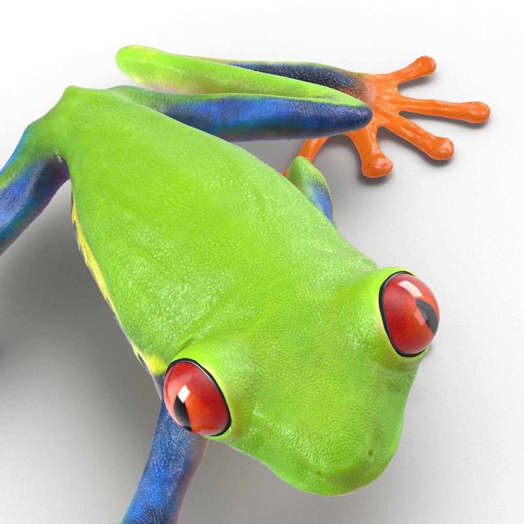 red eyed tree frog 3d model