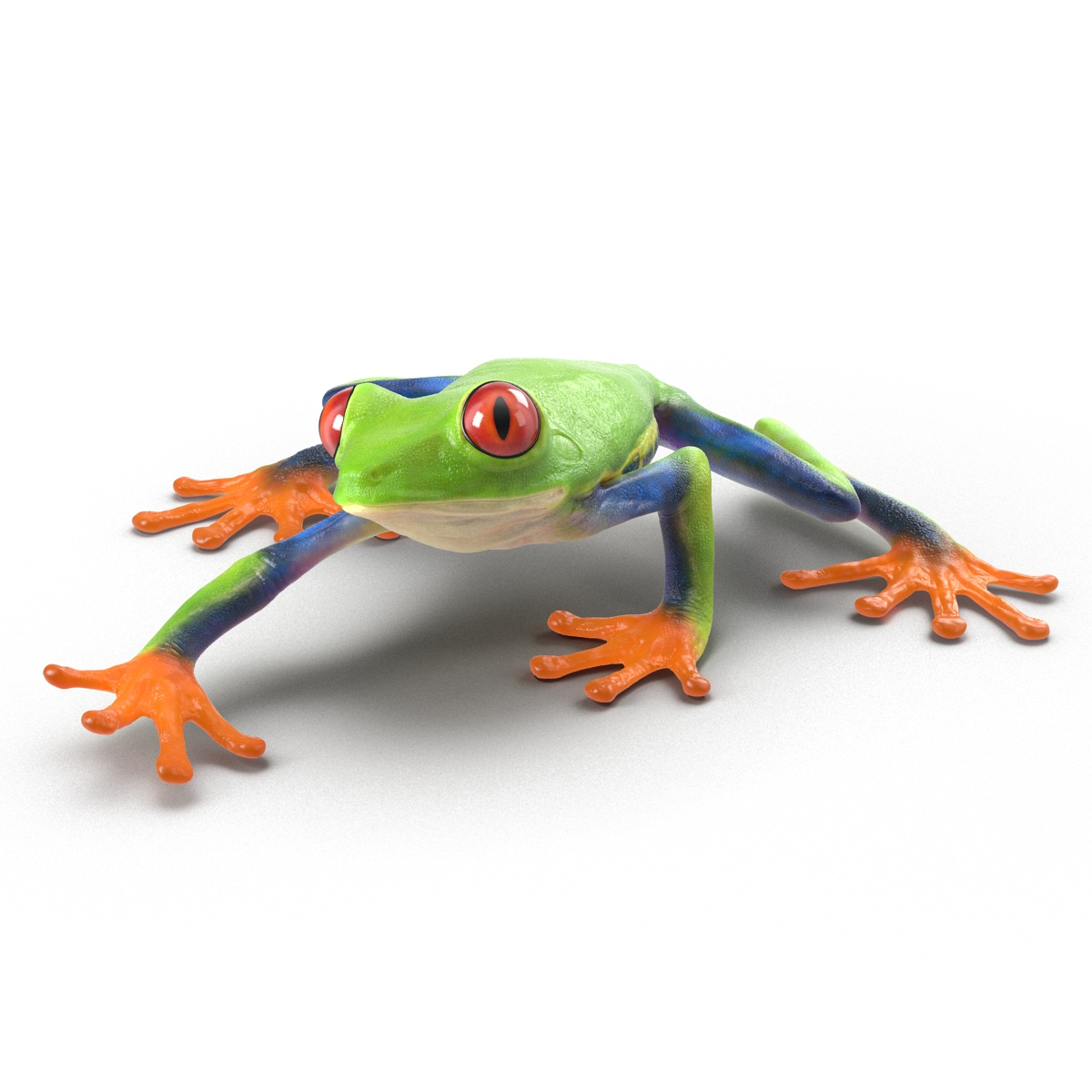 red eyed tree frog 3d model