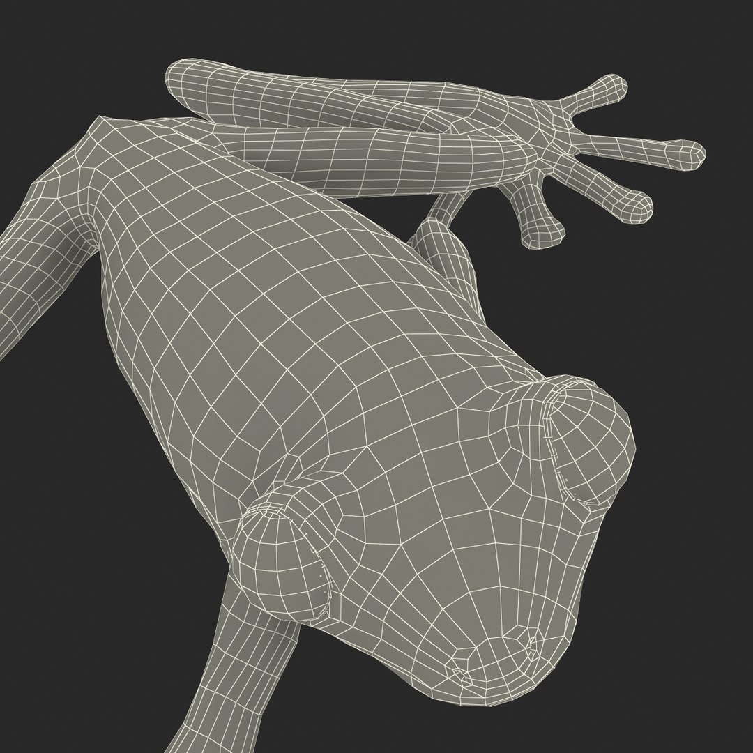 Red Eyed Tree Frog 3d Model