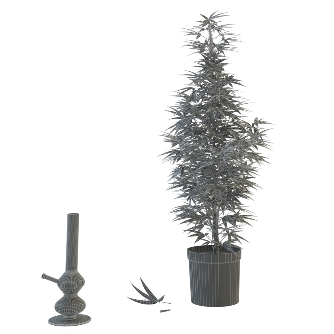 3d Model Marijuana