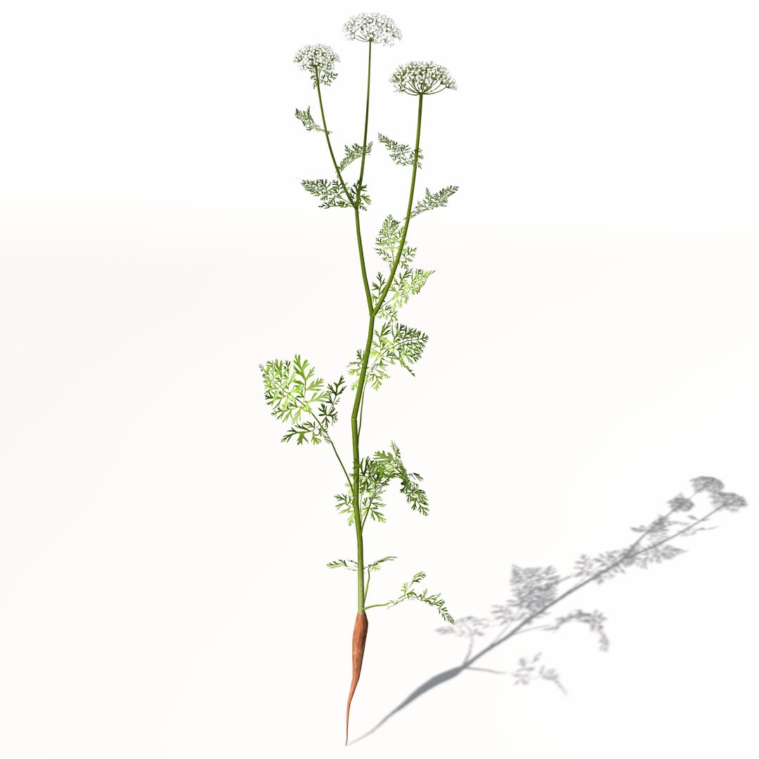 Carrot Plant 3d Model