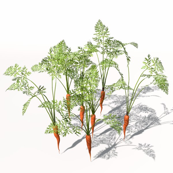 carrot plant 3d model